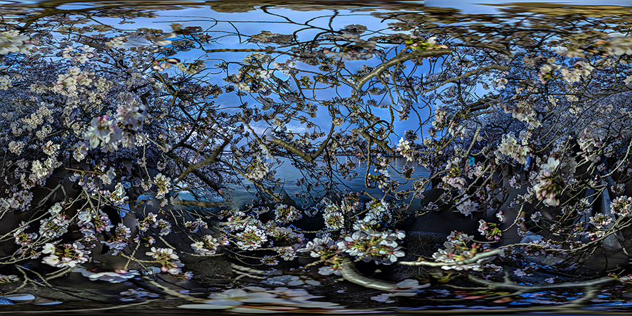 Cherry Blossoms, Tidal Basin, Washington, DC – GUT GALLERY
